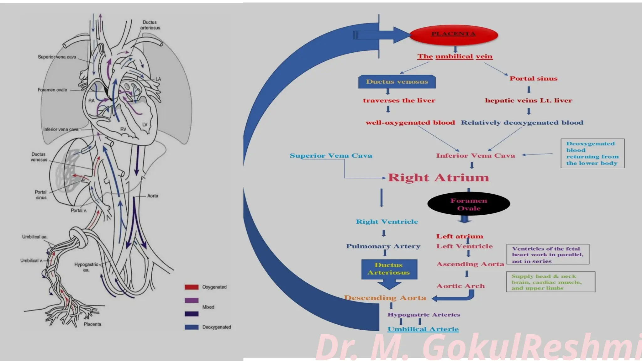 FETAL CIRCULATION - fetomaternal circulation | PPTX