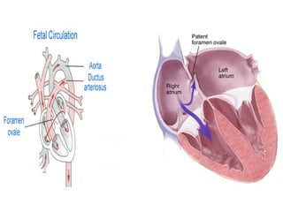 fetal circulation for the basic point of view | PPTX