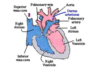 fetal circulation for the basic point of view | PPTX