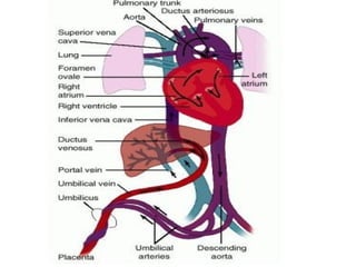 fetal circulation for the basic point of view | PPTX