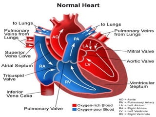 fetal circulation for the basic point of view | PPTX