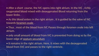 Fetal circulation embryology 1st year mbbs.pptx