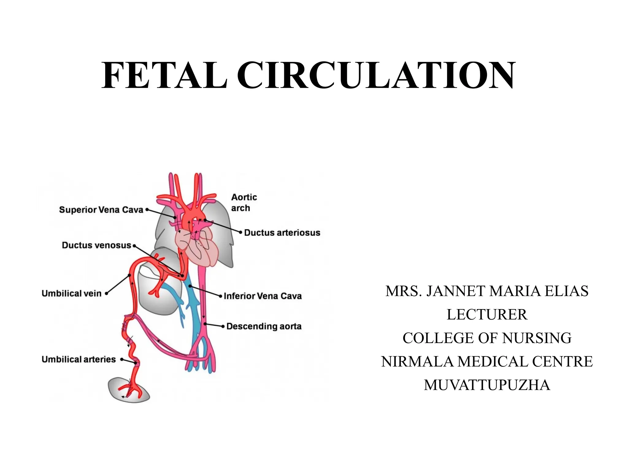 Fetal circulation.pptx fetal circulation | PPTX