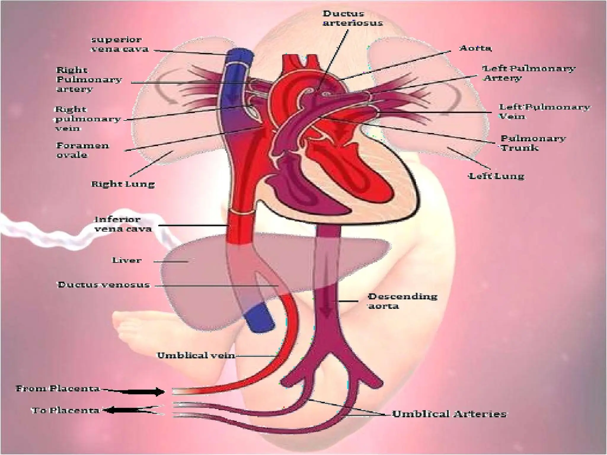 Fetal Circulation Pptx Fetal Circulation Pptx
