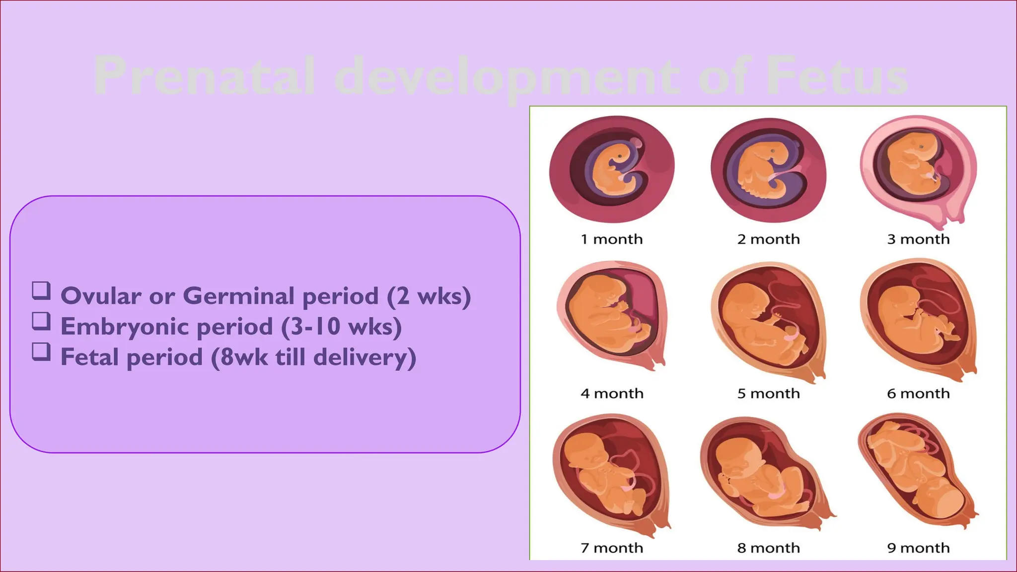 Intra-uterine fetal circulation in obstetrics | PPTX