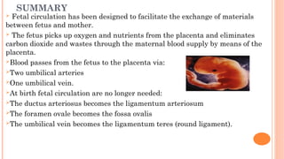 fetal Circulation of an embryo circulation | PPT