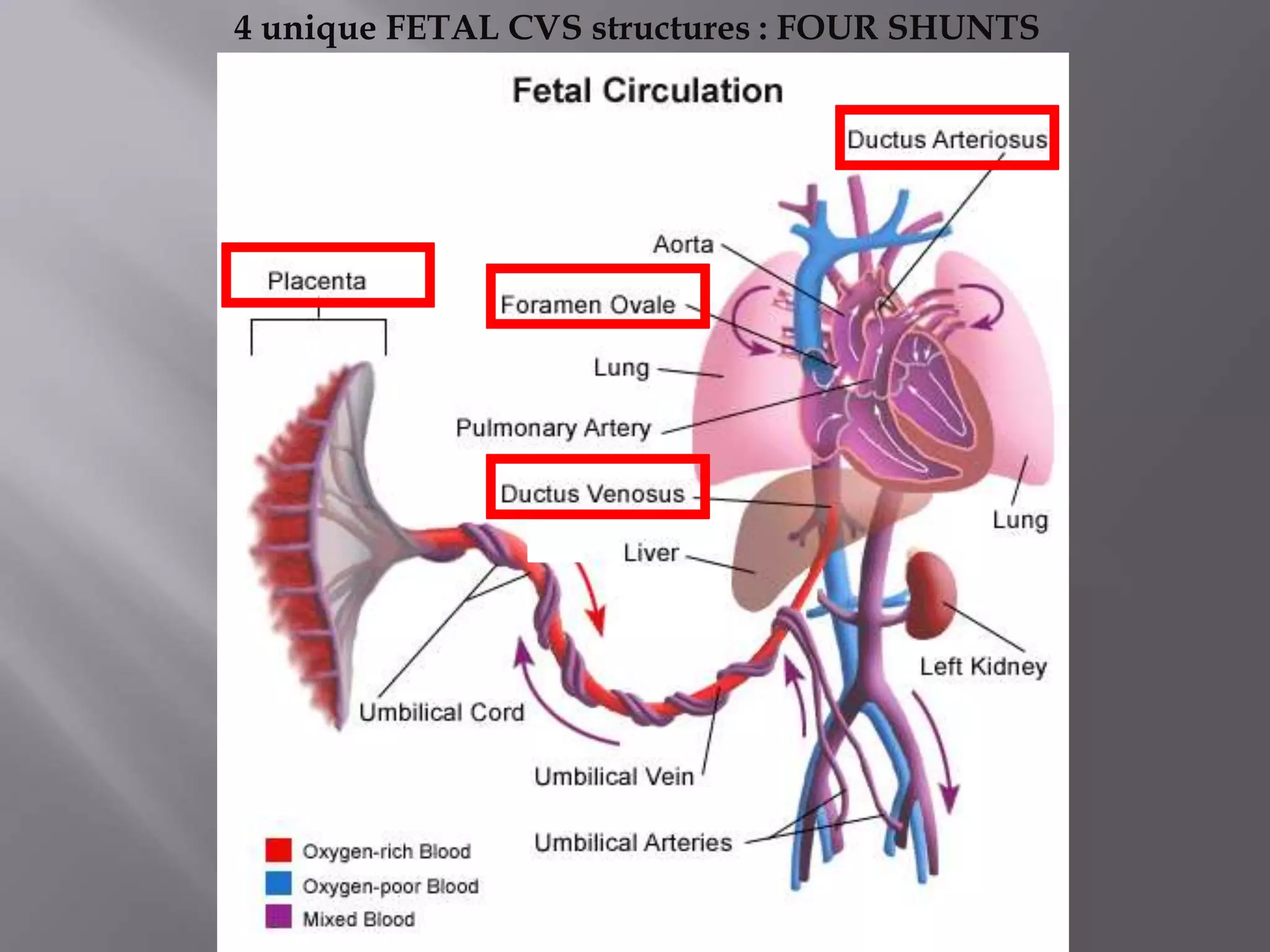 Fetal circulation.. Dr.Padmesh | PPTX