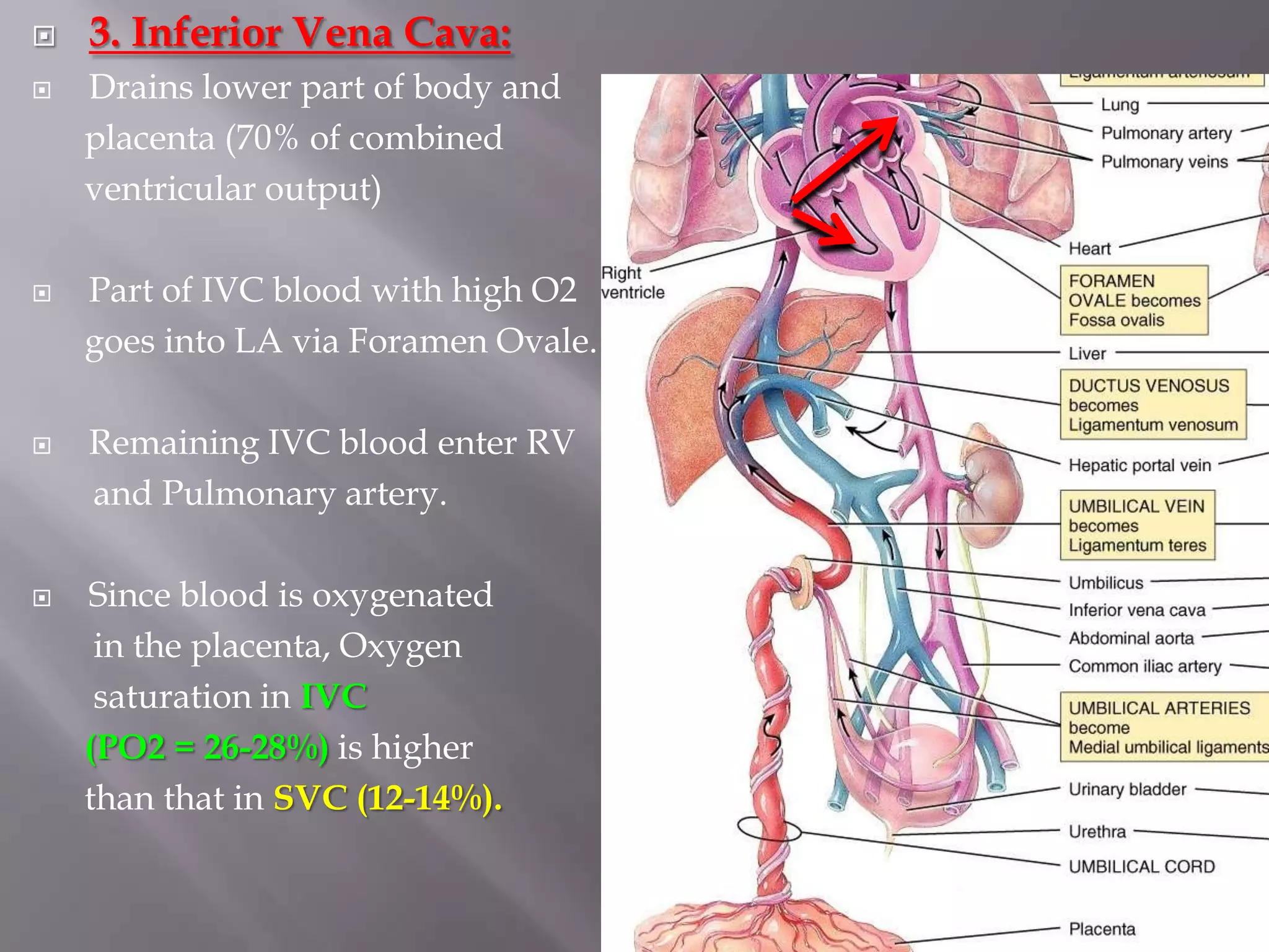 Fetal circulation.. Dr.Padmesh | PPTX