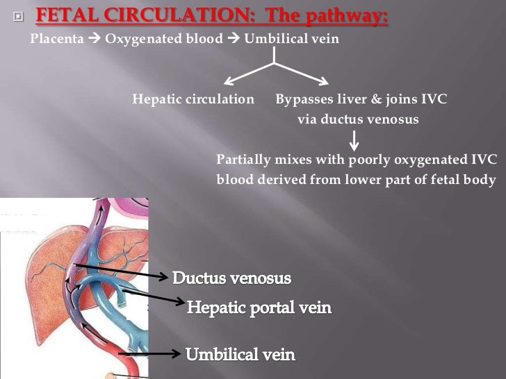 Fetal Circulation Pathway