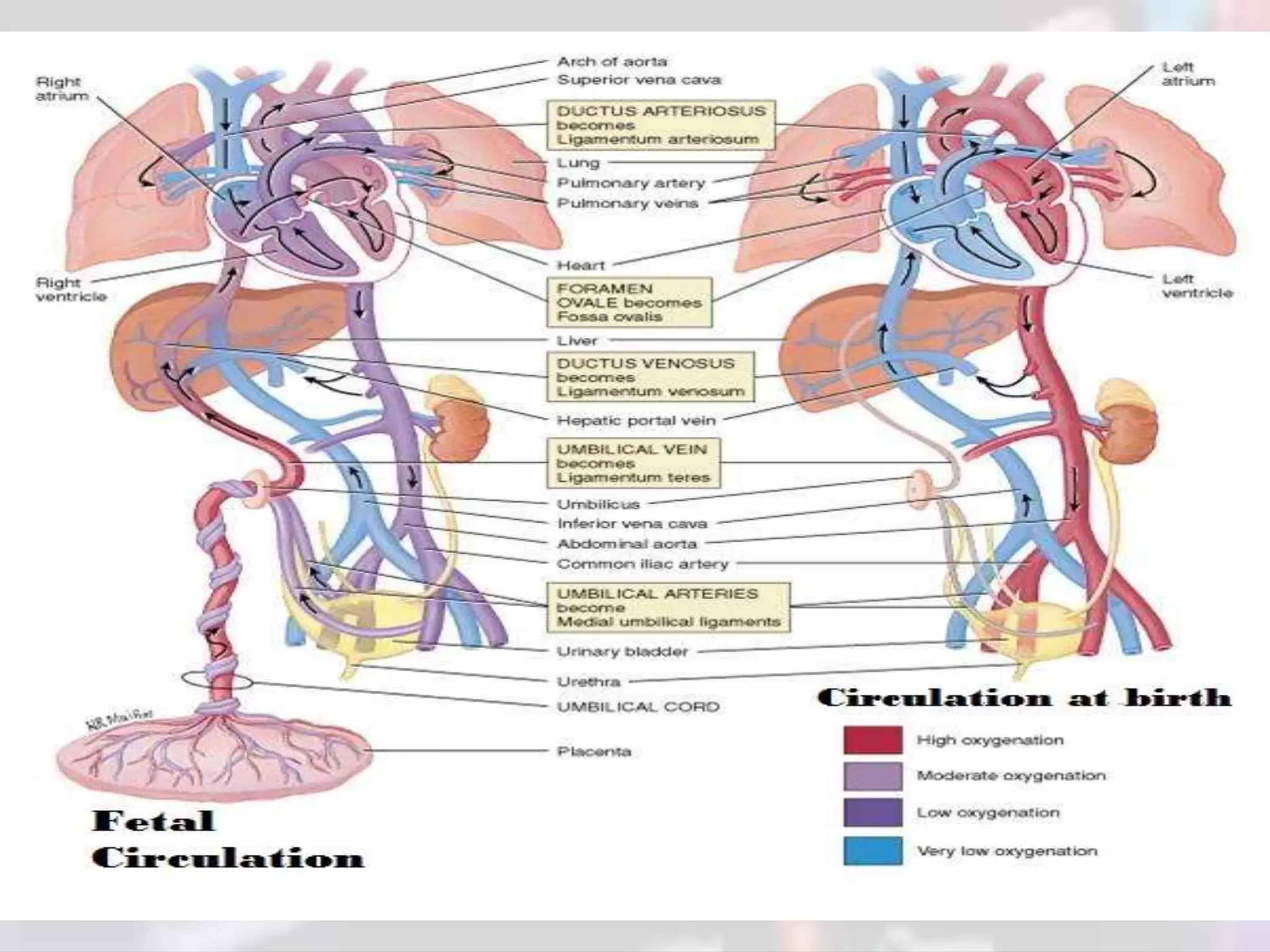 Fetal circulation sumi | PPTX