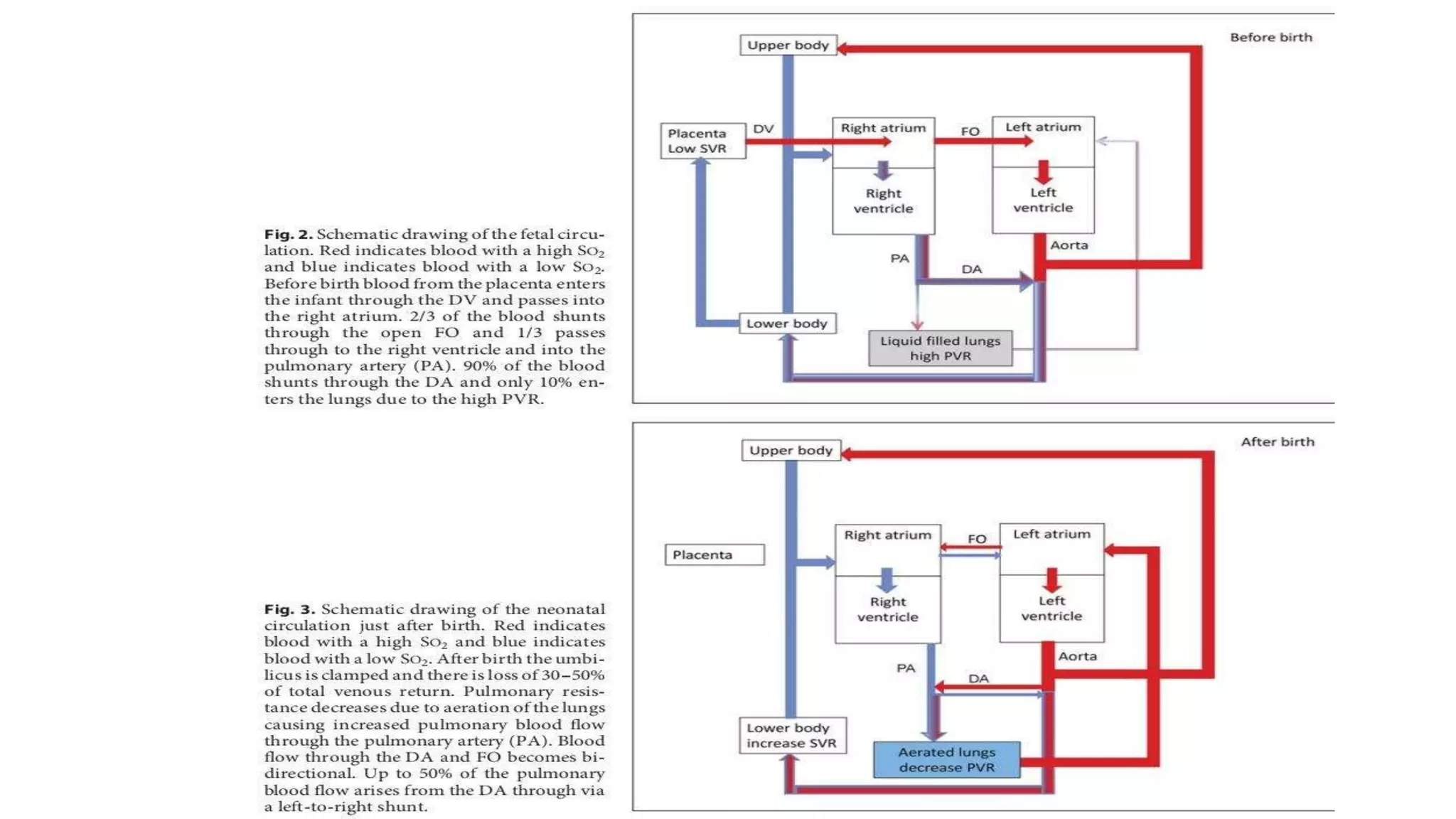 FETAL CIRCULATION AND CHANGES AT BIRTH.pptx