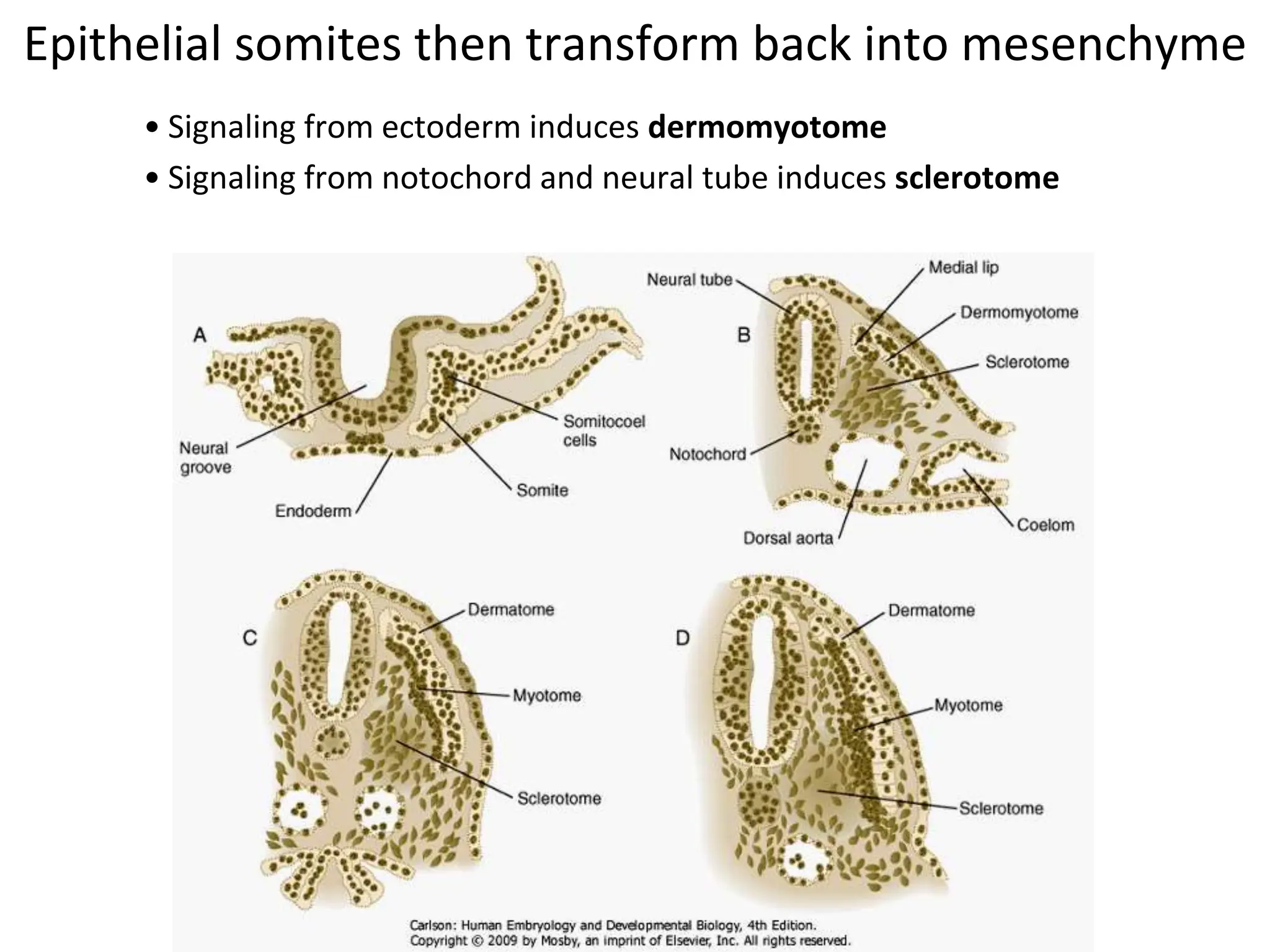 Fetal circulation and somitogenesis.pptx