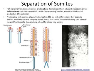 Fetal circulation and somitogenesis.pptx