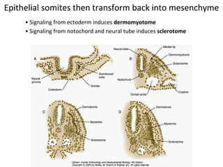 Fetal circulation and somitogenesis.pptx