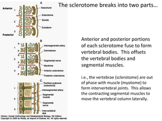 Fetal circulation and somitogenesis.pptx