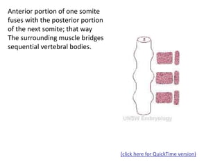 Fetal circulation and somitogenesis.pptx