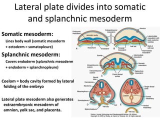 Fetal circulation and somitogenesis.pptx