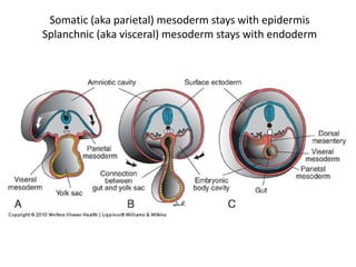 Fetal circulation and somitogenesis.pptx
