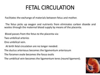 Fetal circulation and somitogenesis.pptx