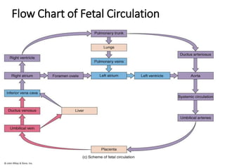 Fetal circulation and somitogenesis.pptx