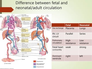 Fetal circulation | PPT