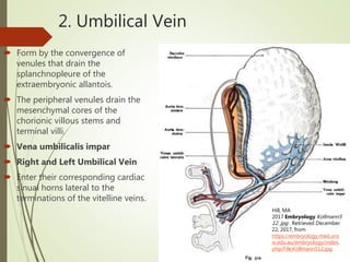 Fetal circulation | PPT