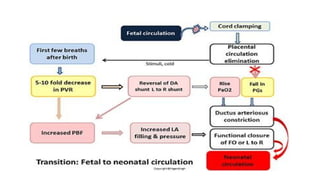 fetal circulation, fetal circulation basics | PPT