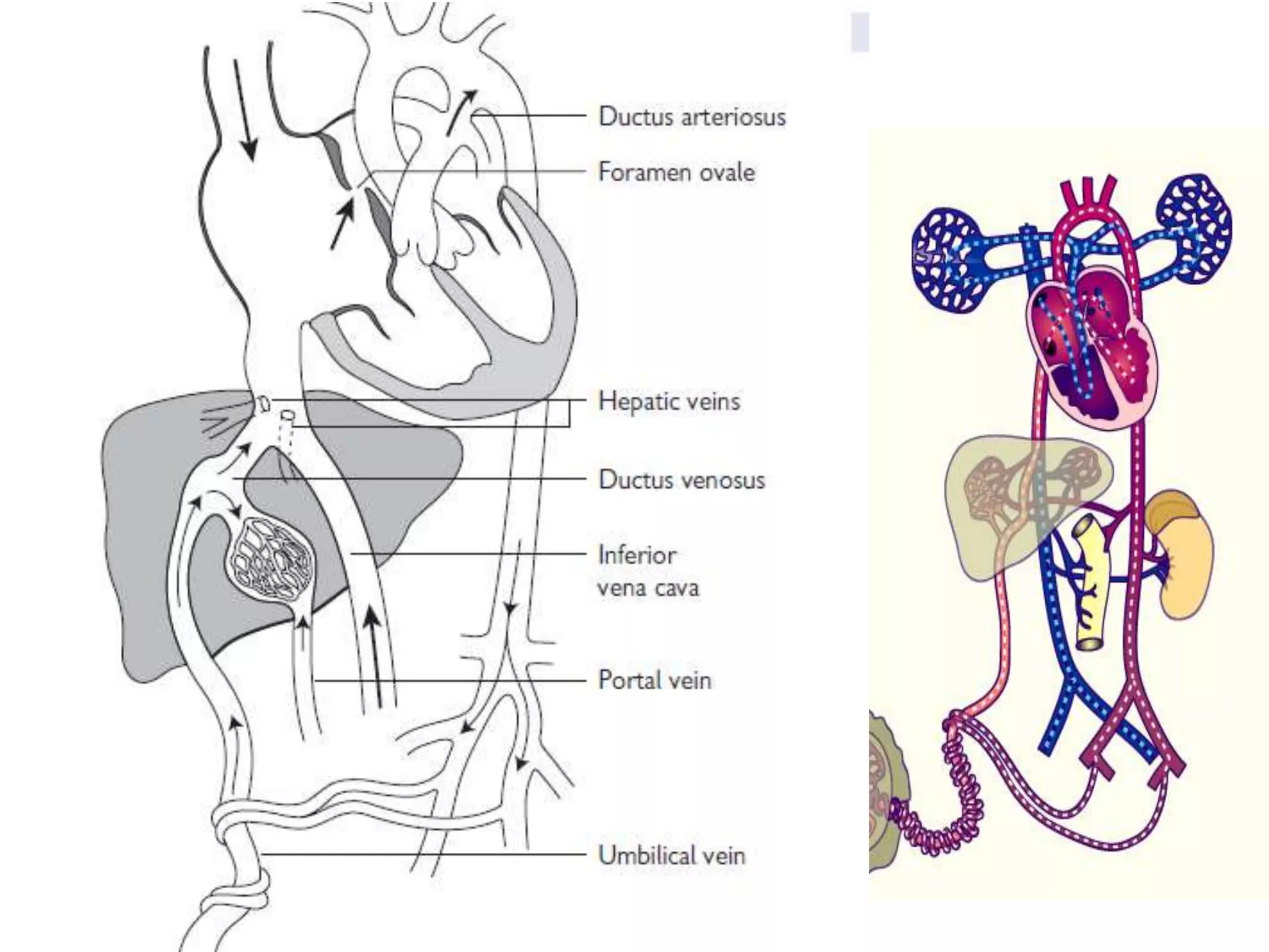 Fetal circulation & changes occurring at birth | PPTX