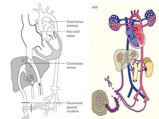 Fetal Circulation Animation