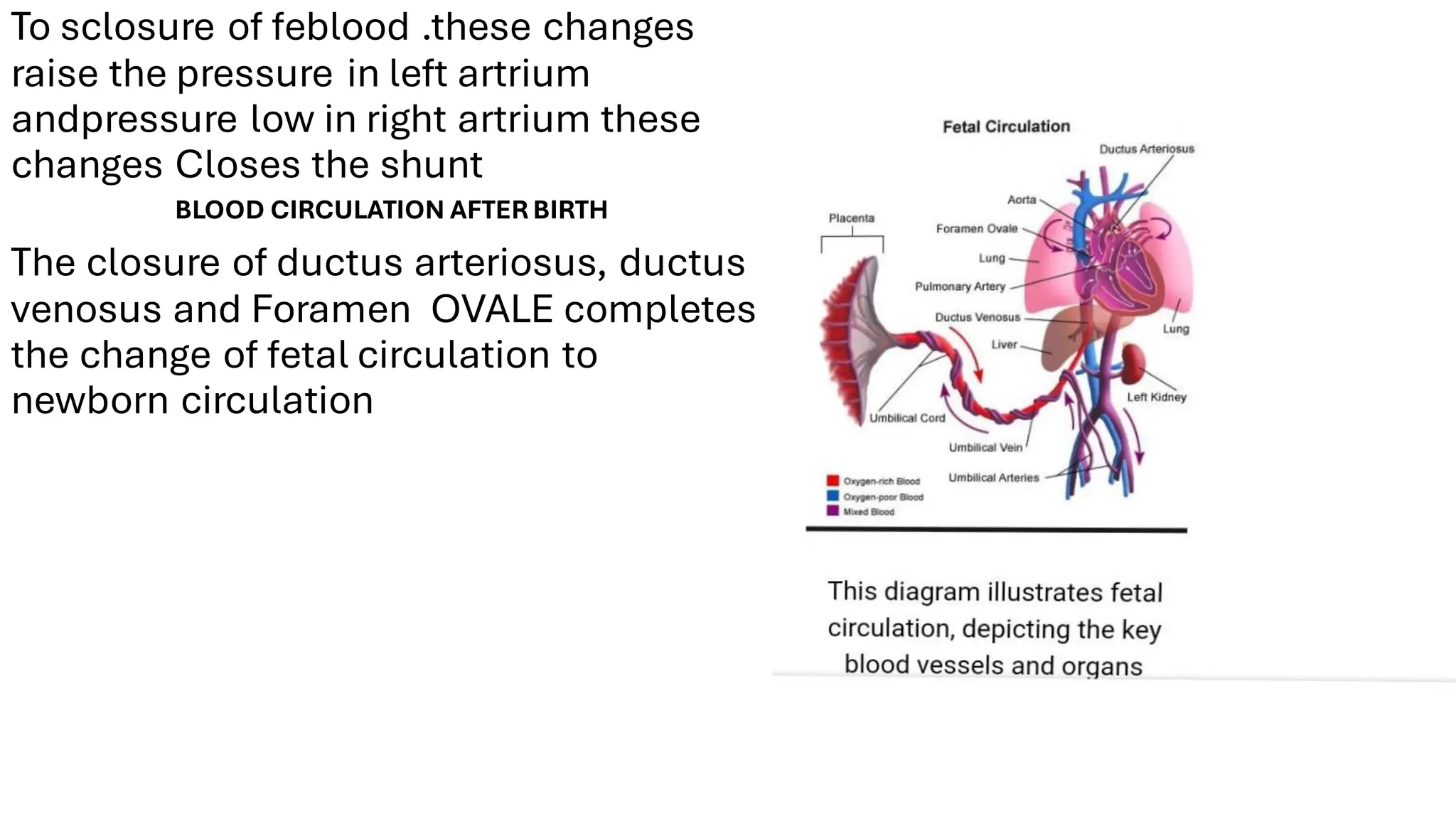 Fetal Circulation , explain in easy way | PPT