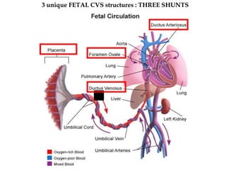 fetalcirculation and physiology presentation | PPT
