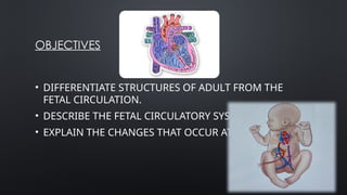 The Fetal. Circulation lectures .pptx