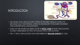 The Fetal. Circulation lectures .pptx