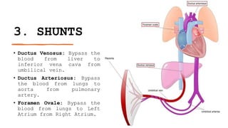 Complete Fetal Circulation presentation for medical student | PPTX ...