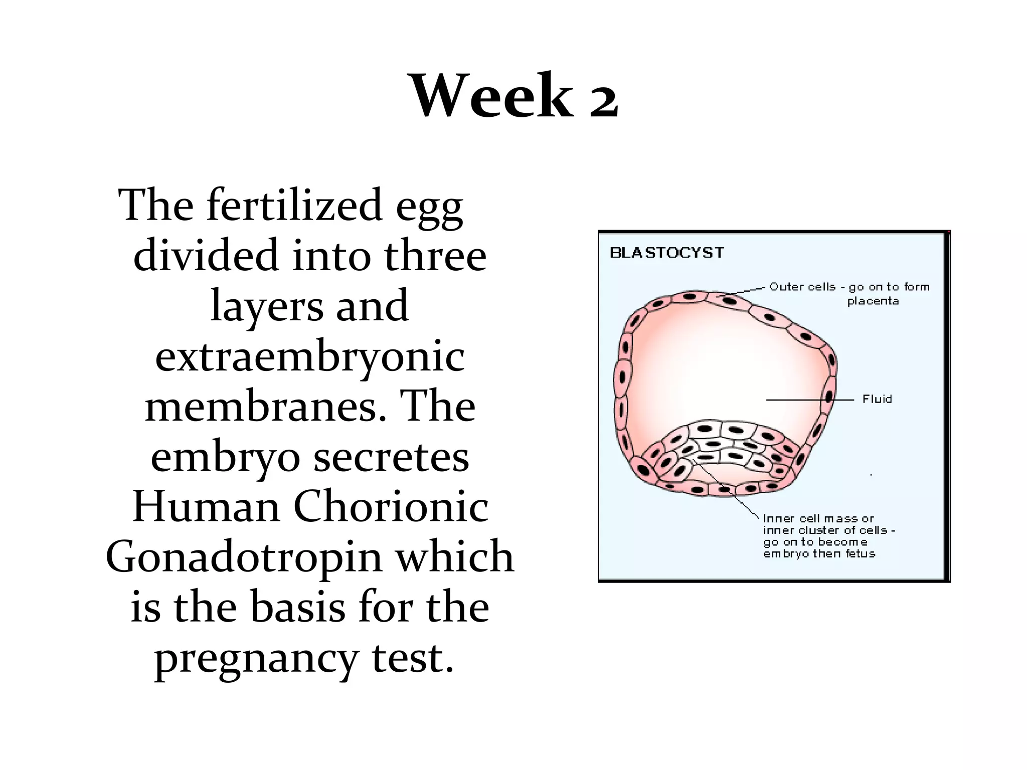Fetal Development! | PPT