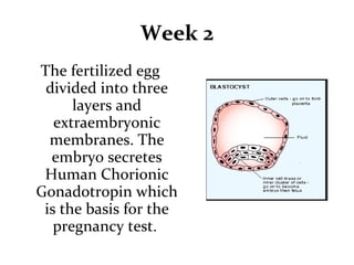 Fetal Development! | PPT | Pregnancy | Reproductive Health