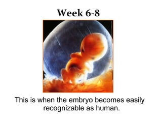 Fetal Development! | PPT