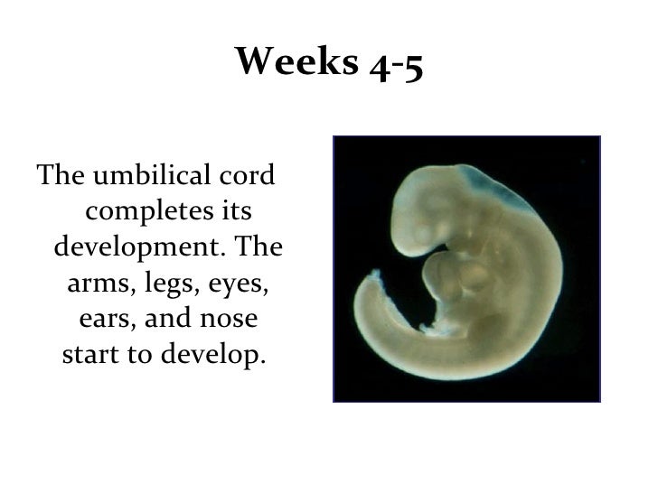 Fetal Development At 4 Weeks