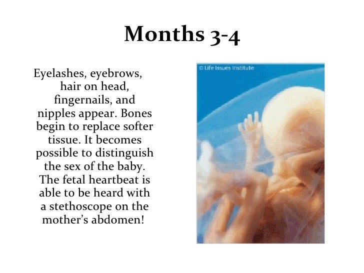 Fetal Development At 5 Months