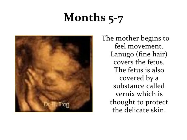 Fetal Development At 5 Months