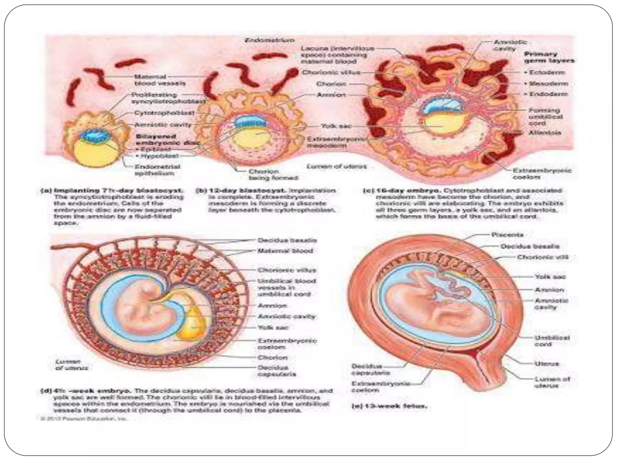 Fetal development | PPTX
