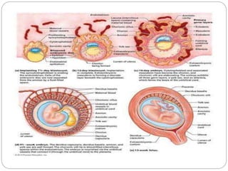 Fetal development | PPTX