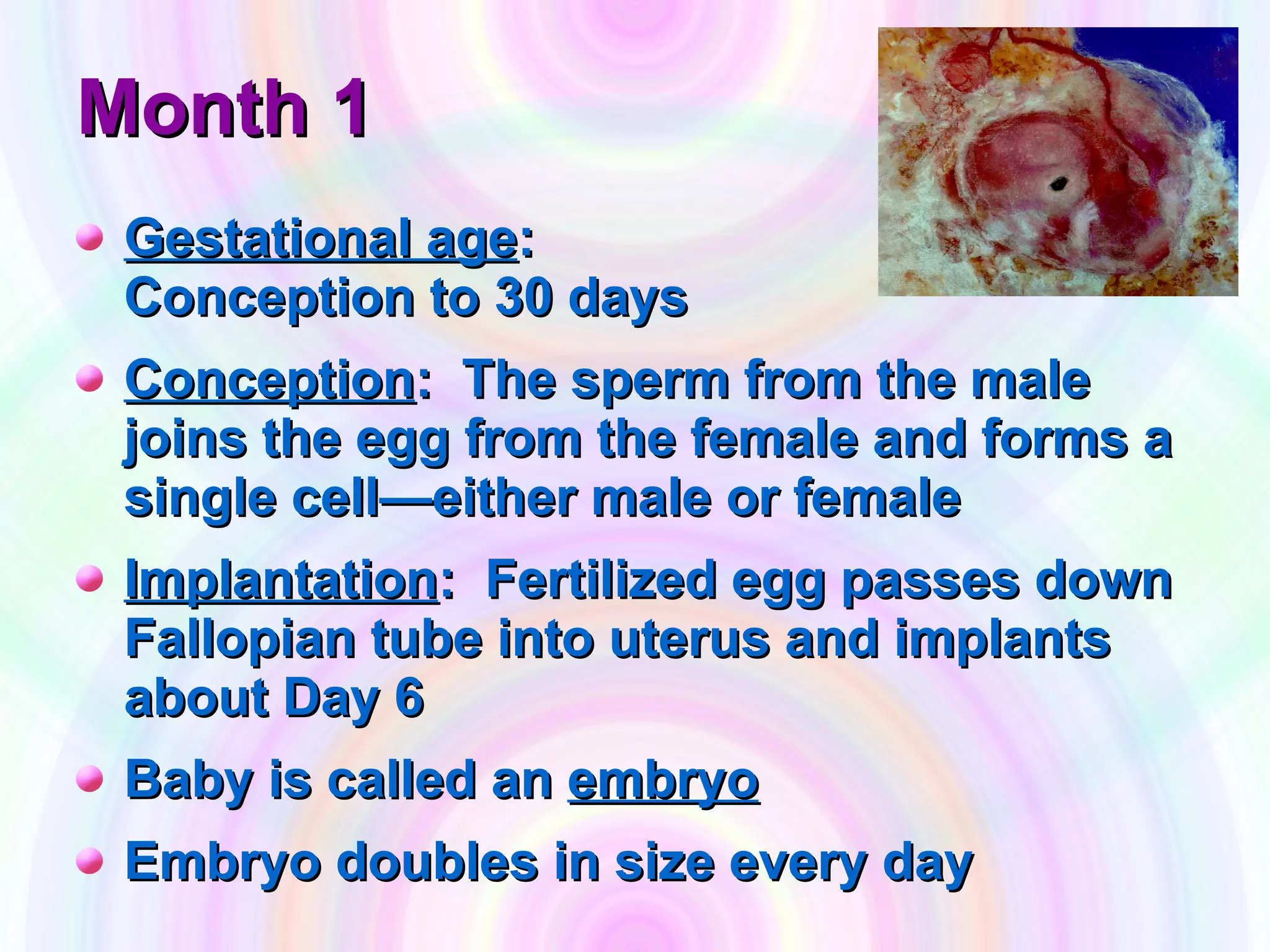Fetal Development | PPT