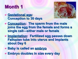 Fetal Development | PPT