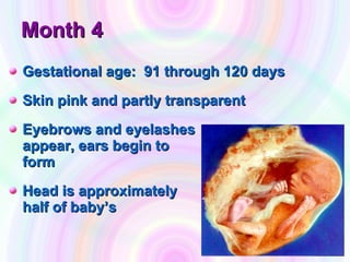 Fetal Development | PPT