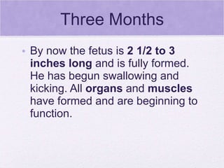 Fetal Development | PPT