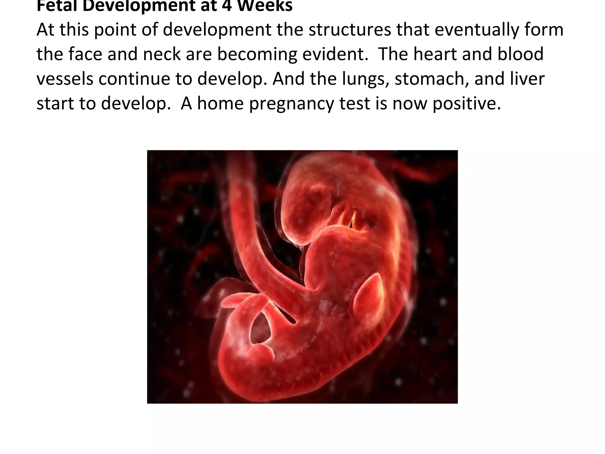 Fetal development | PPT