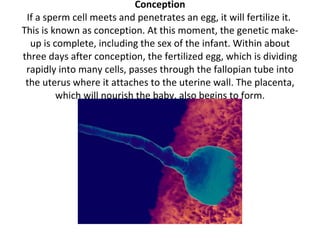 Fetal development | PPT