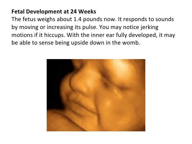 24 Weeks Fetus In Womb