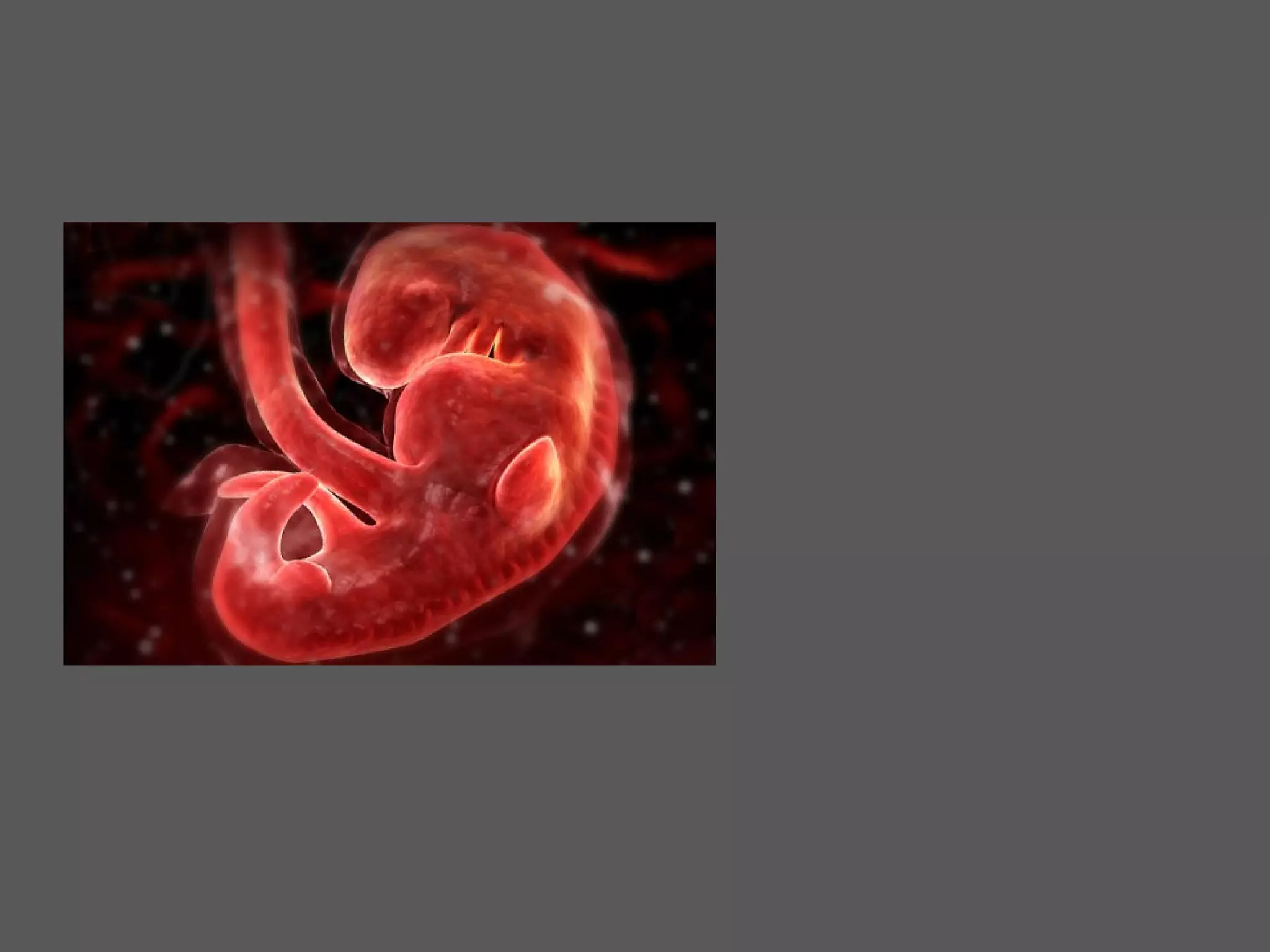 Fetal Development | PPT | Pregnancy | Reproductive Health